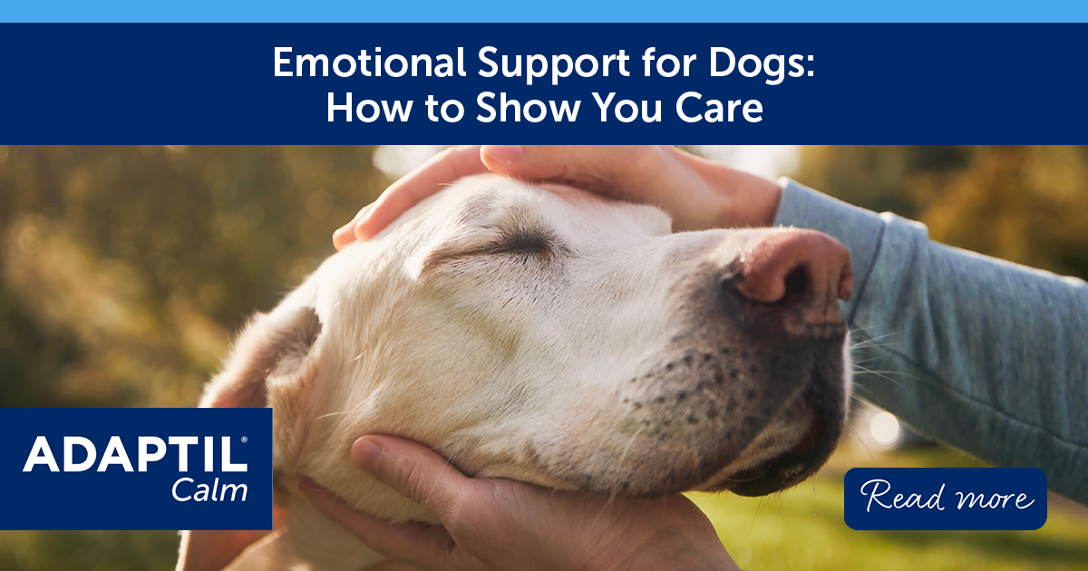 Emotional Support for Dogs: How to Show You Care